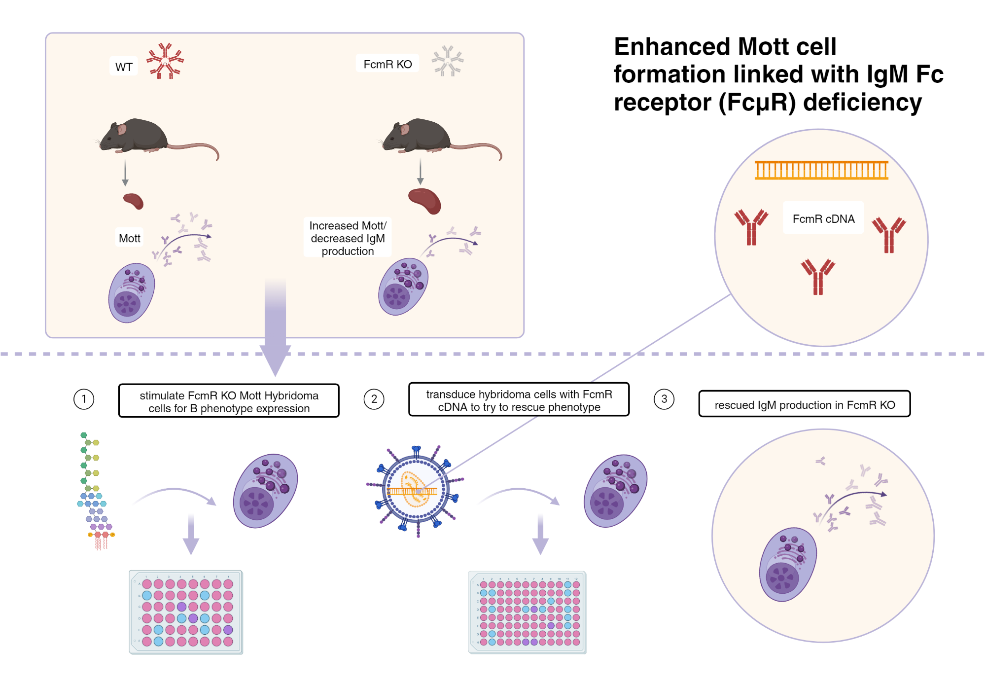 Enhanced Mott cell formation linked with IgM Fc receptor (FcμR ...