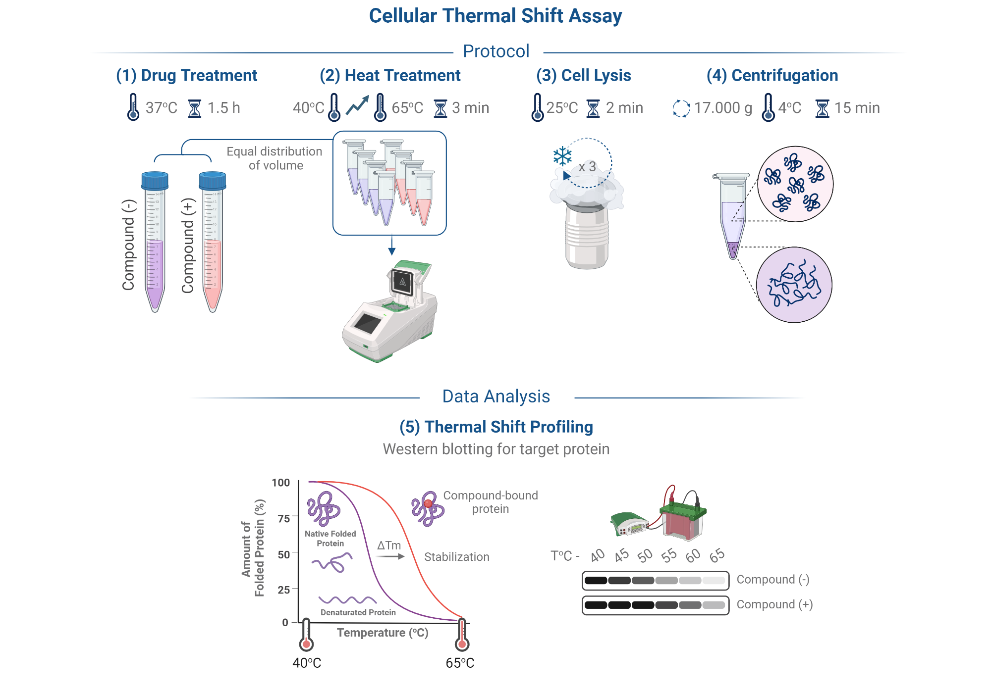 CETSA (Cellular Thermal Shift Assay) | BioRender Science Templates