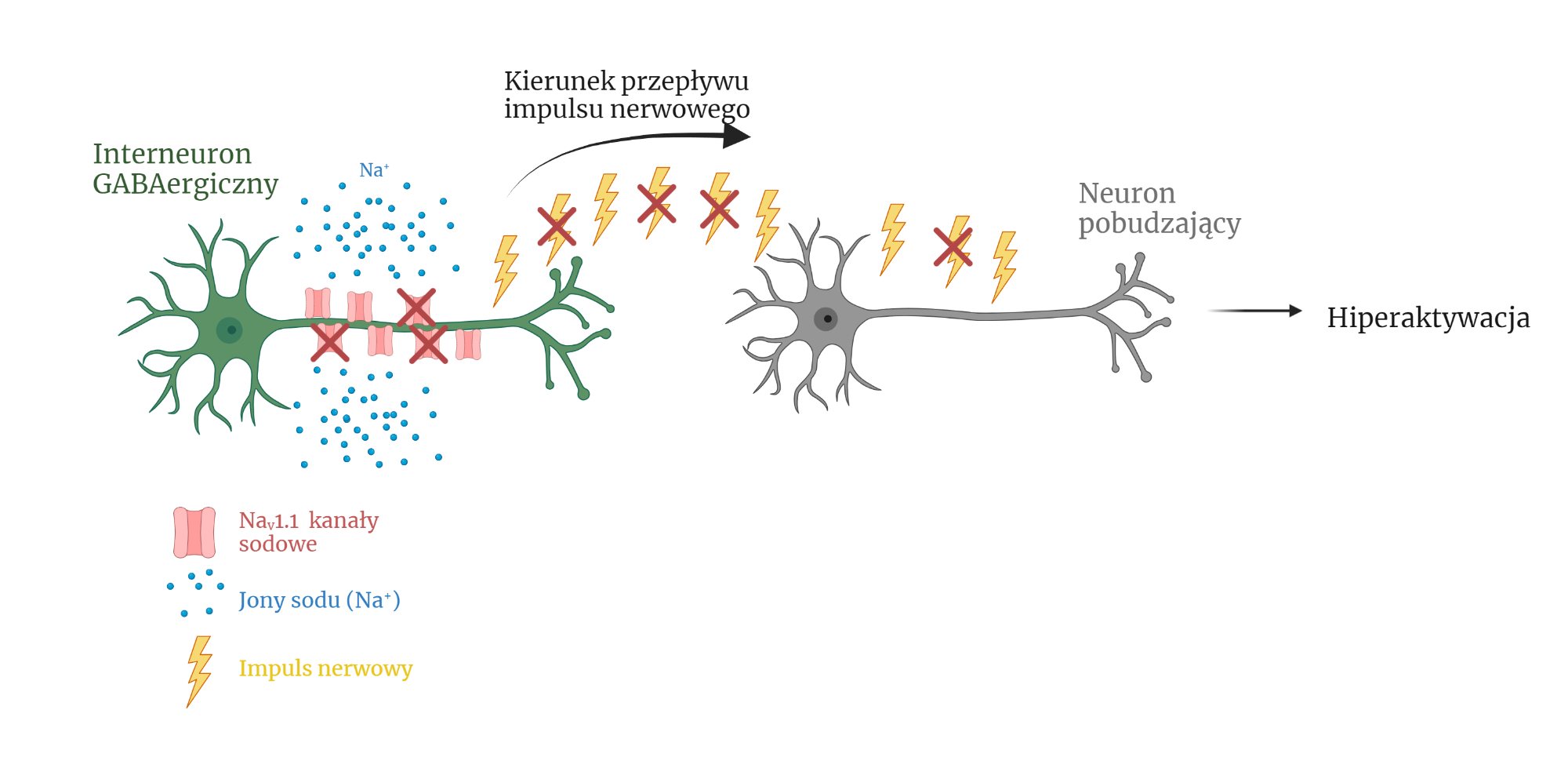 patomechanizm DRVT | BioRender Science Templates