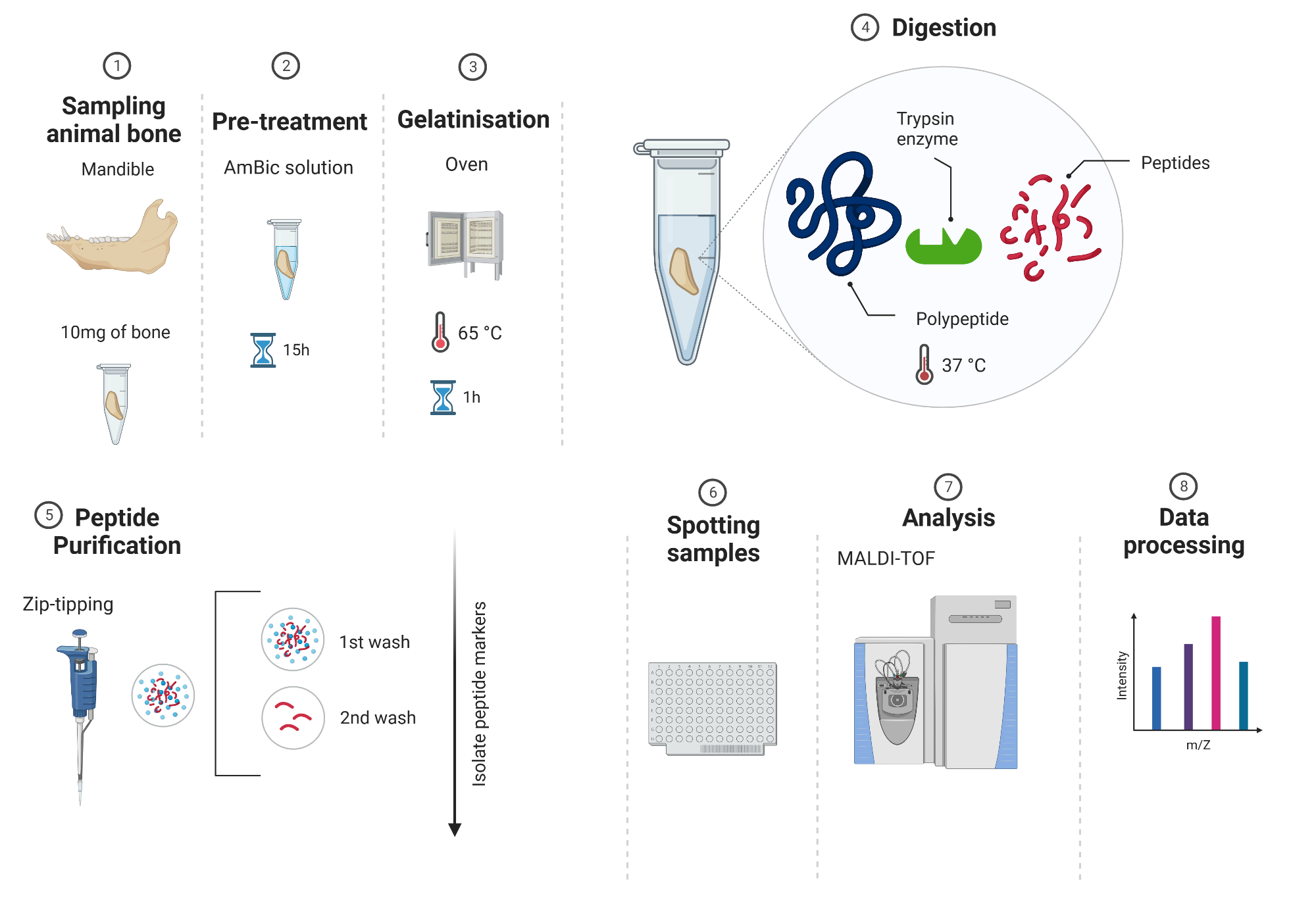 ZooMs (Zooarchaeology by Mass Spectrometry) workflow | BioRender ...
