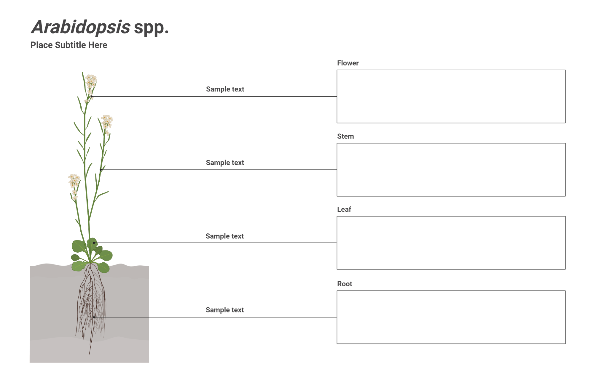 Parts of Arabidopsis (Layout) | BioRender Science Templates