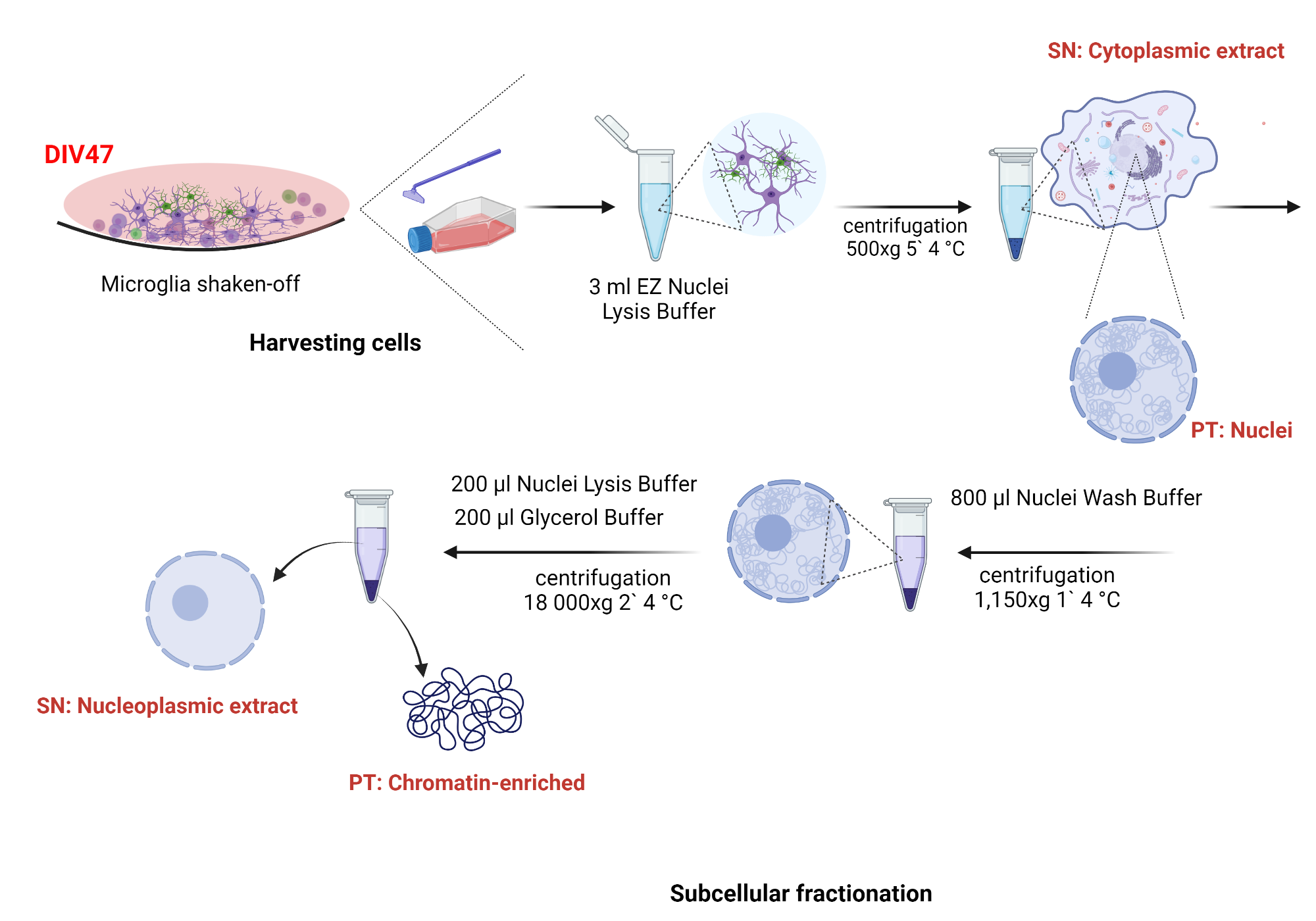 subcellular fractionation of mouse primary astrocyte | BioRender ...