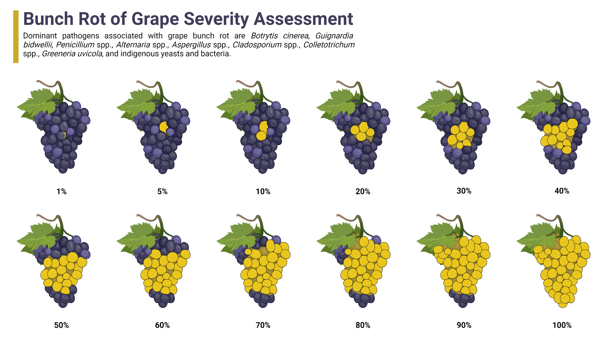 Grape Disease (Bunch Rot) Severity Assessment | BioRender Science Templates