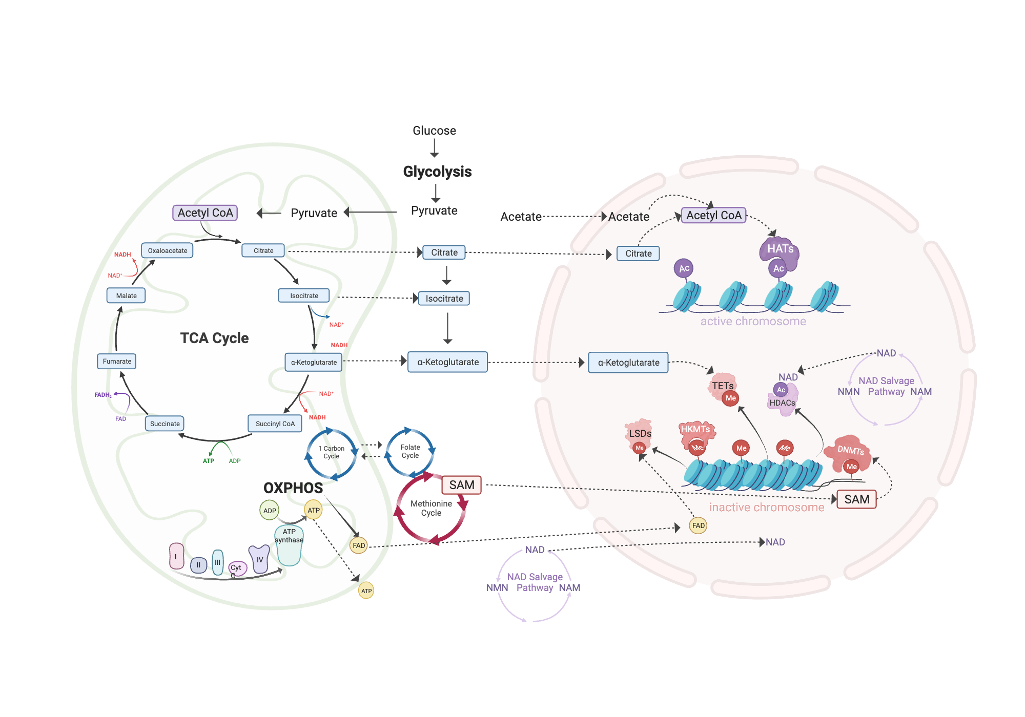 Mitochondria Epigenetic Crosstalk | BioRender Science Templates