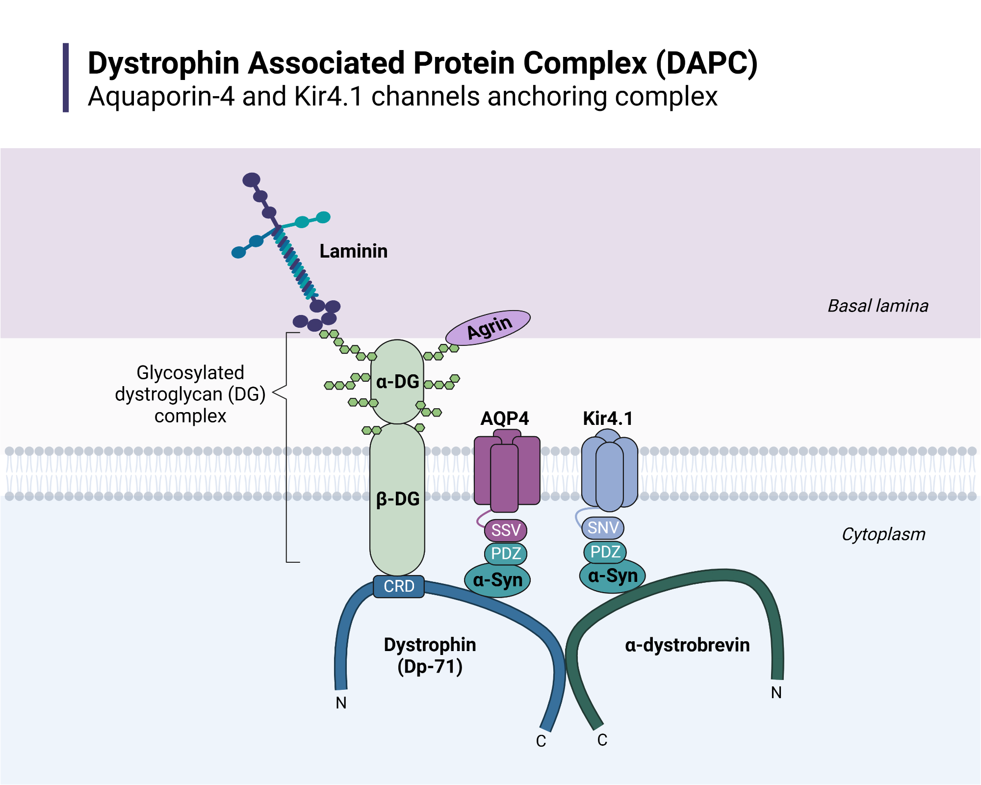 Glial Dystrophin associated Protein Complex | BioRender Science Templates