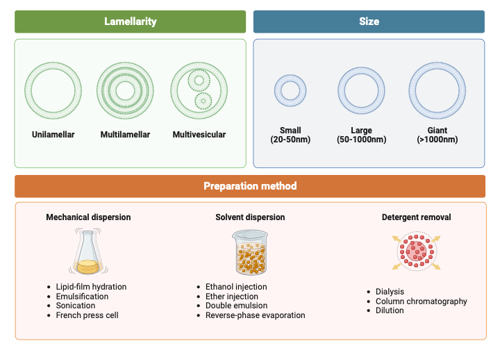 Classification of liposomes | BioRender Science Templates
