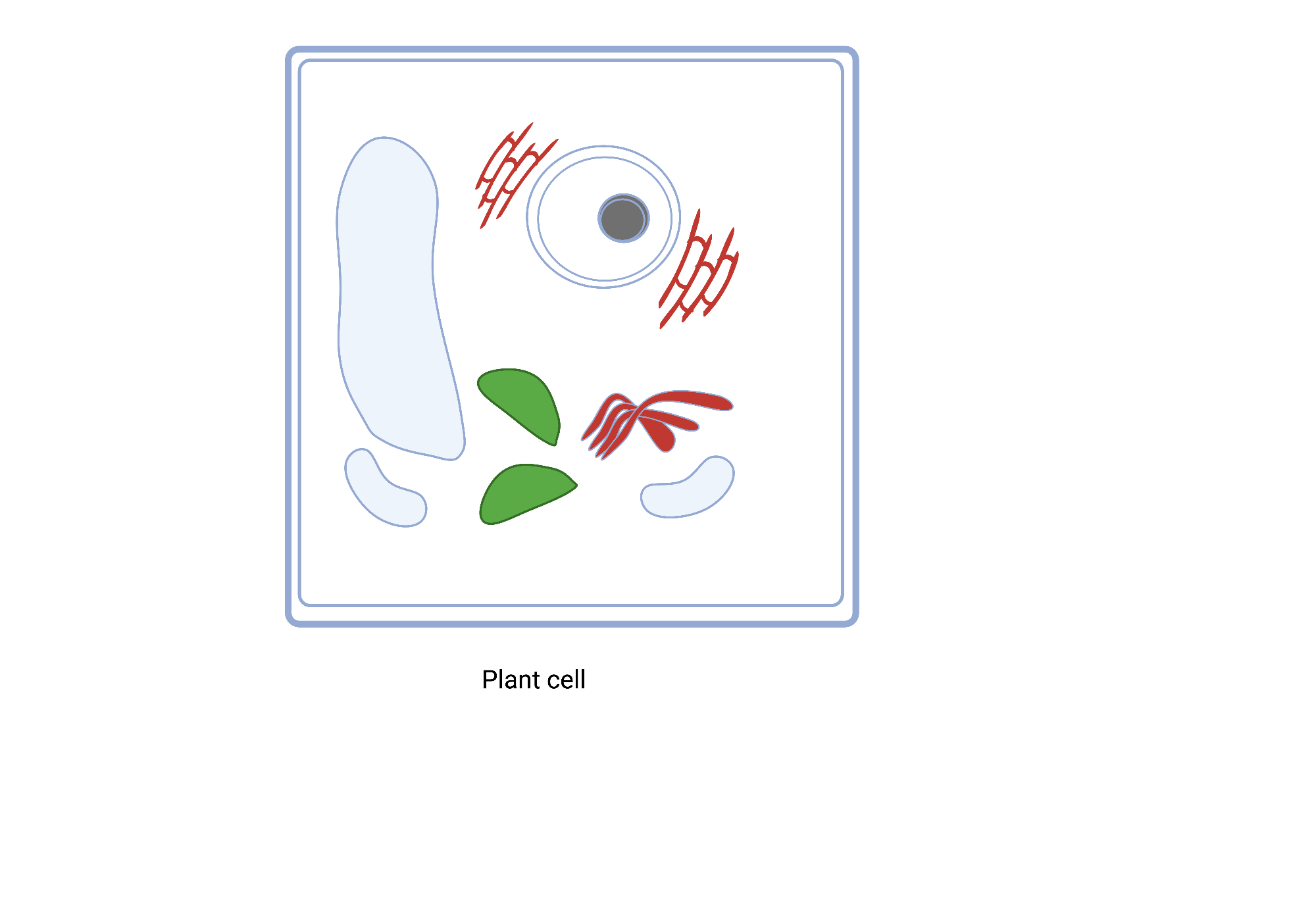 Plant cell | BioRender Science Templates