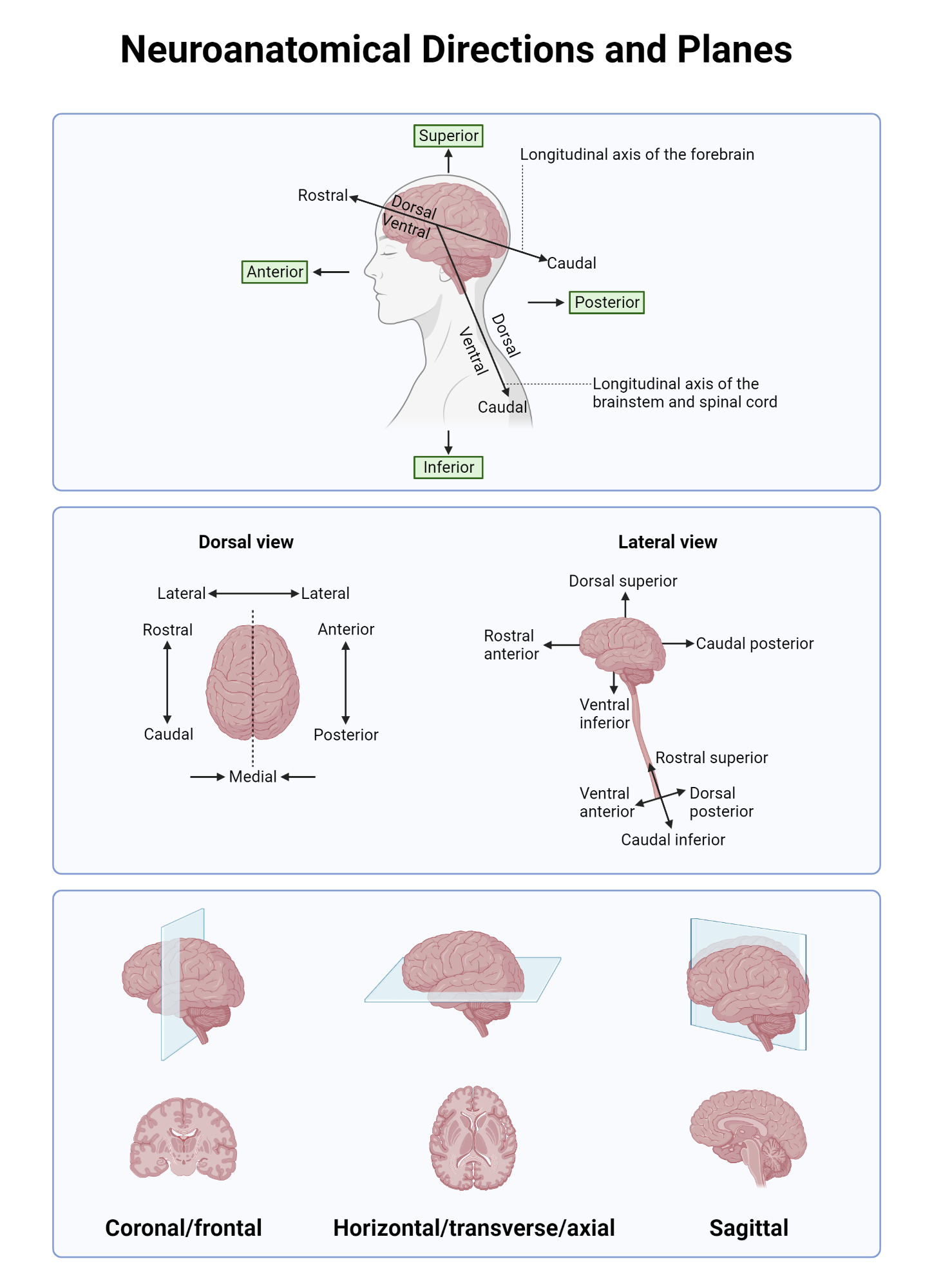 Human Neuroanatomical Directions and Planes | BioRender Science Templates