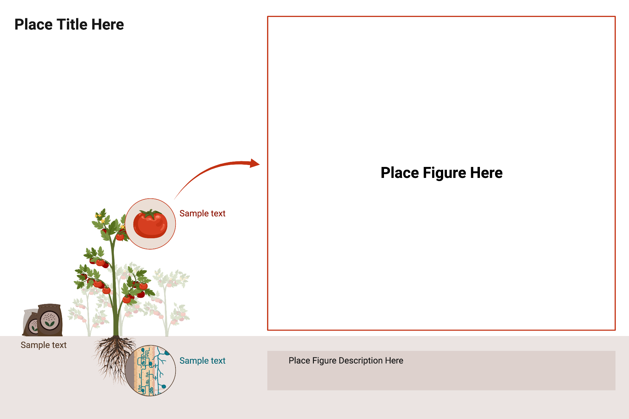 Tomato Fertilization And Arbuscular Mycorrhizae Application Generalized Biorender Science