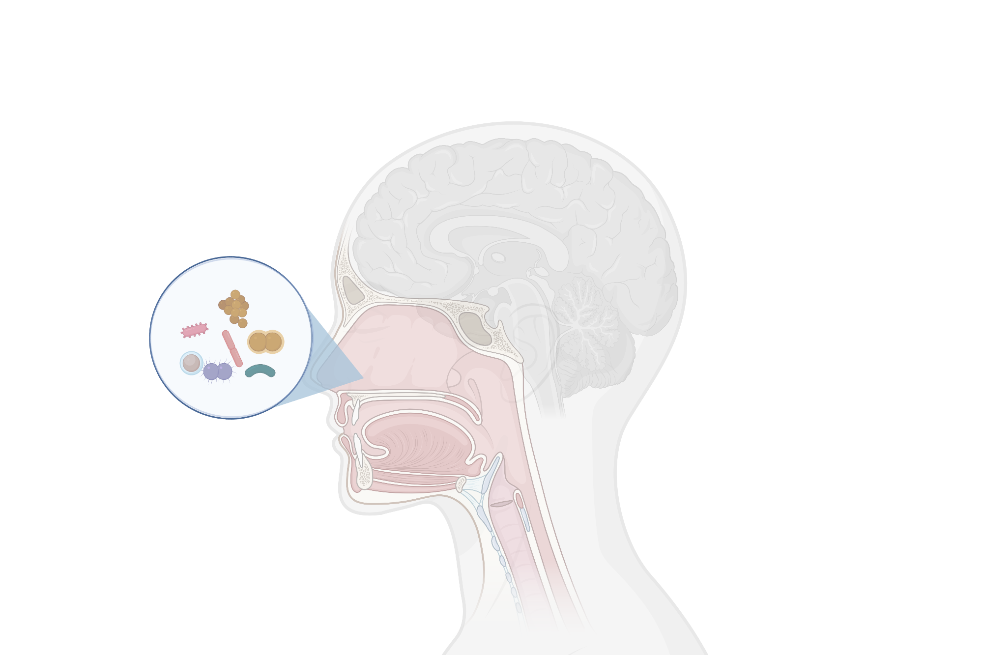 Nasal Microbiome | BioRender Science Templates
