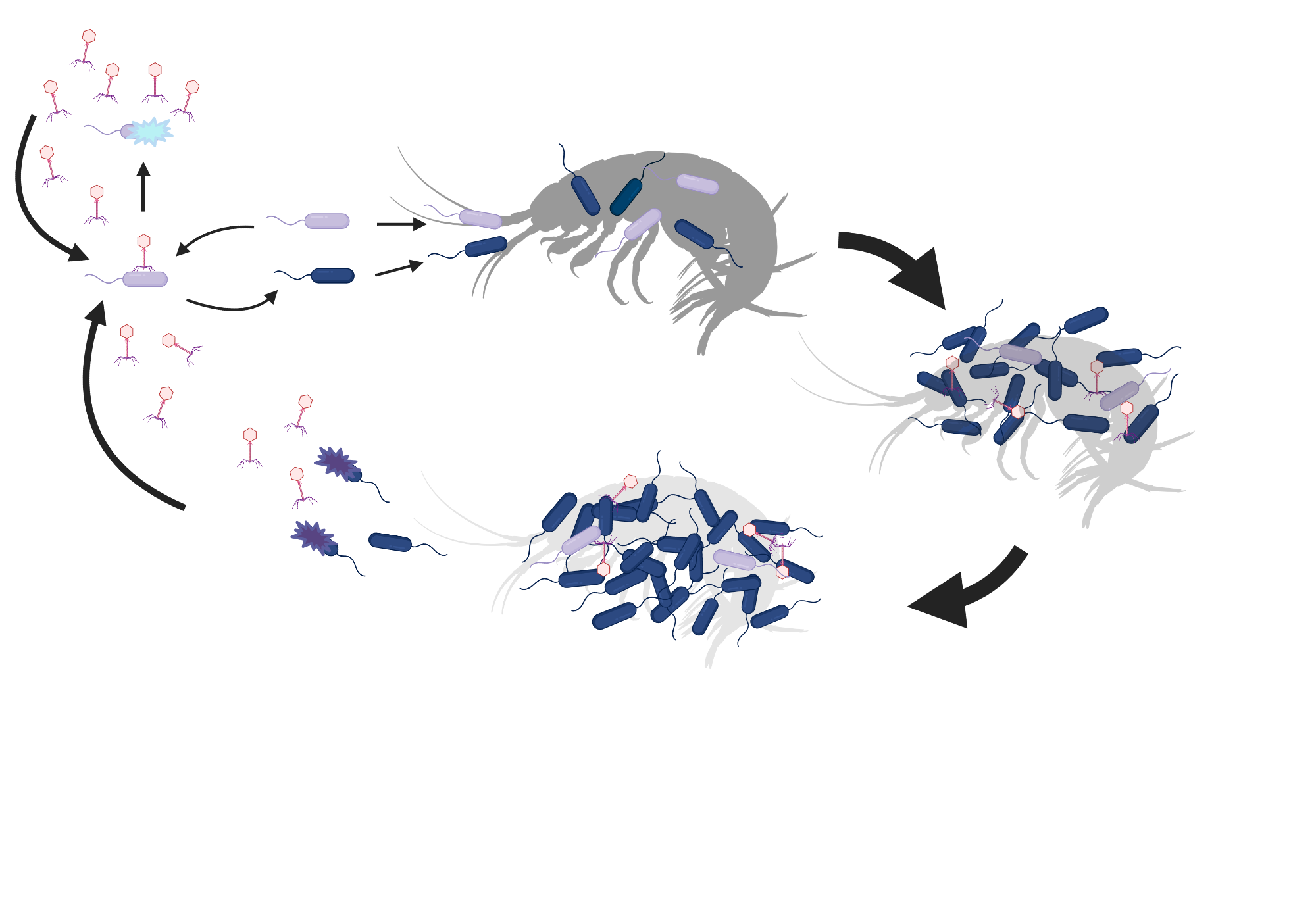Chitin and prophage | BioRender Science Templates