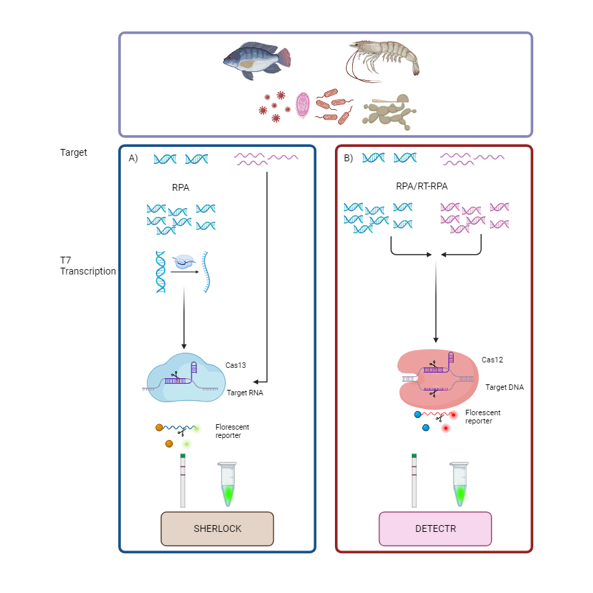 CRISPR Cas mediated diagnostic in Aquaculture | BioRender Science Templates