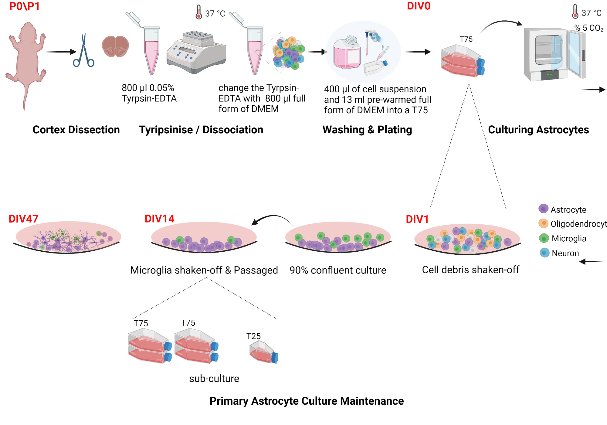 Mouse primary astrocyte culture | BioRender Science Templates