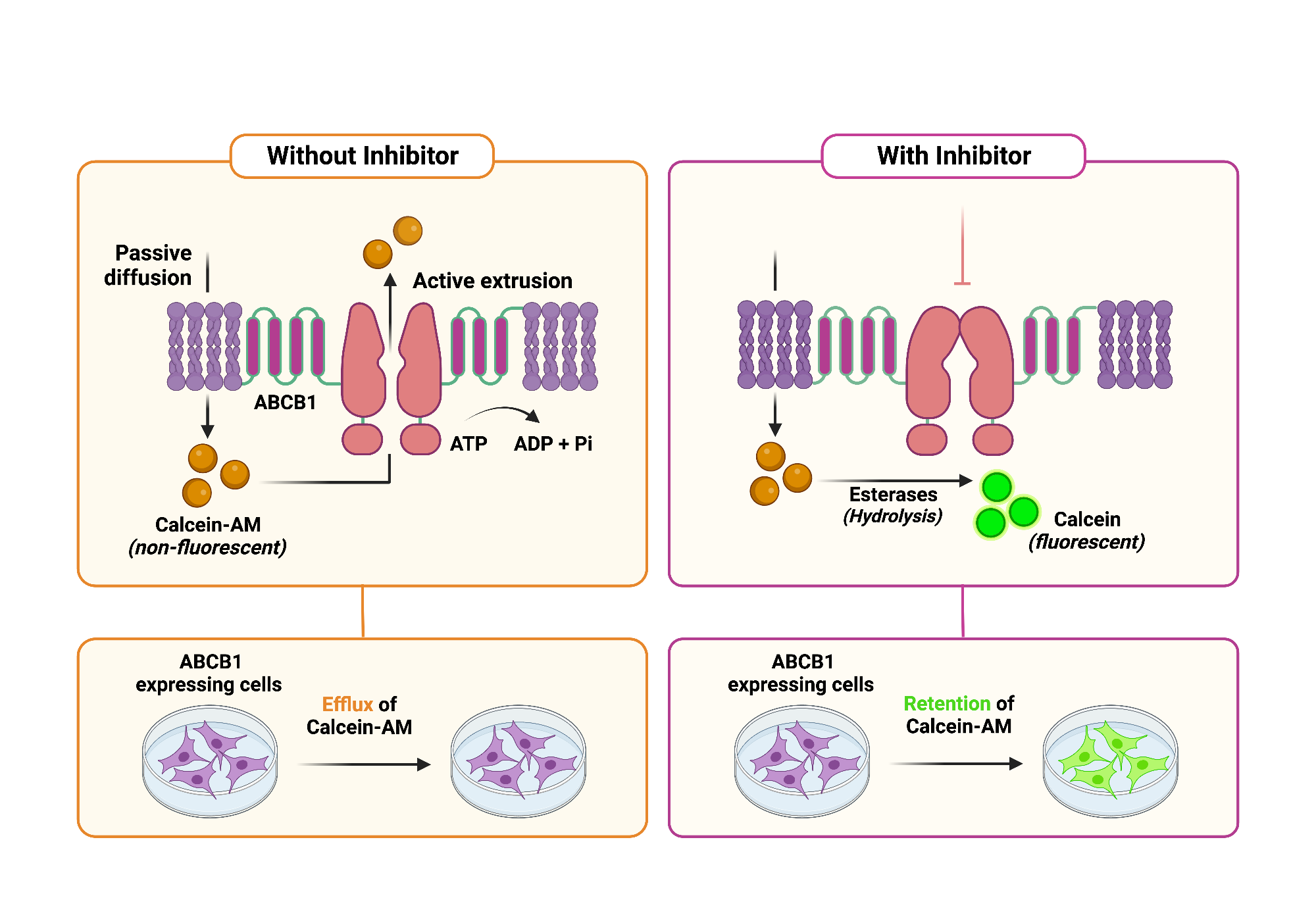 Calcein-AM Efflux Assay | BioRender Science Templates Calcein-AM Efflux Assay | BioRender Science Templates