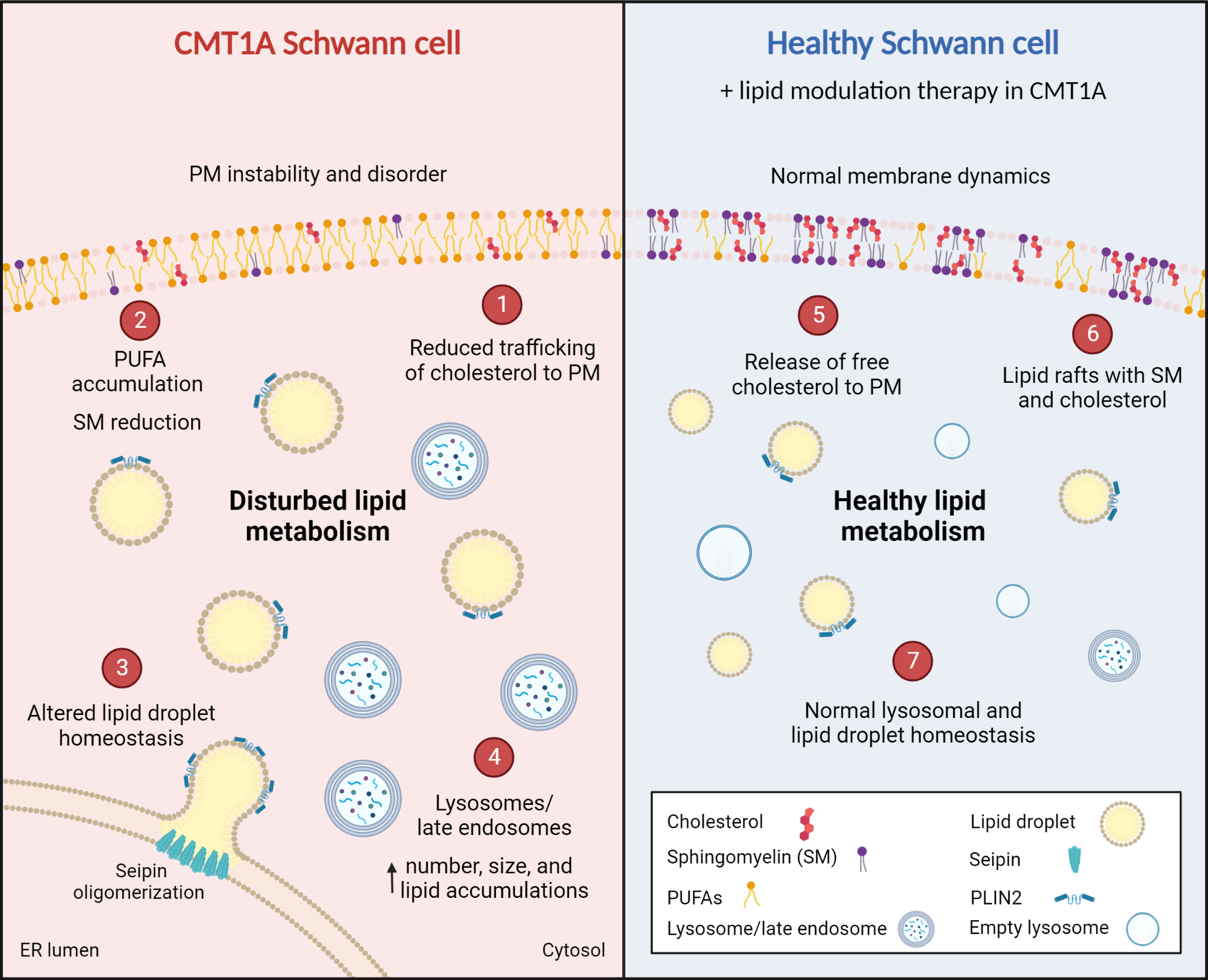 Lipid defects in CMT1A | BioRender Science Templates