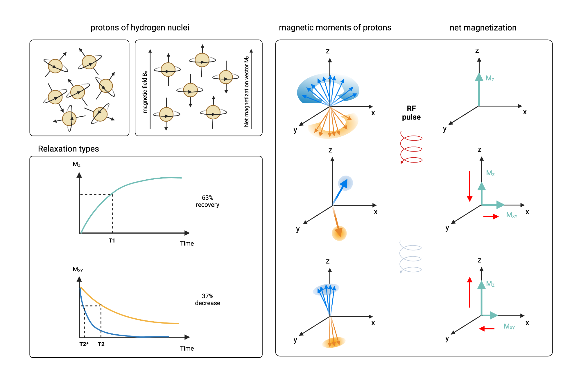 Basic mechanism of the MRI signal | BioRender Science Templates