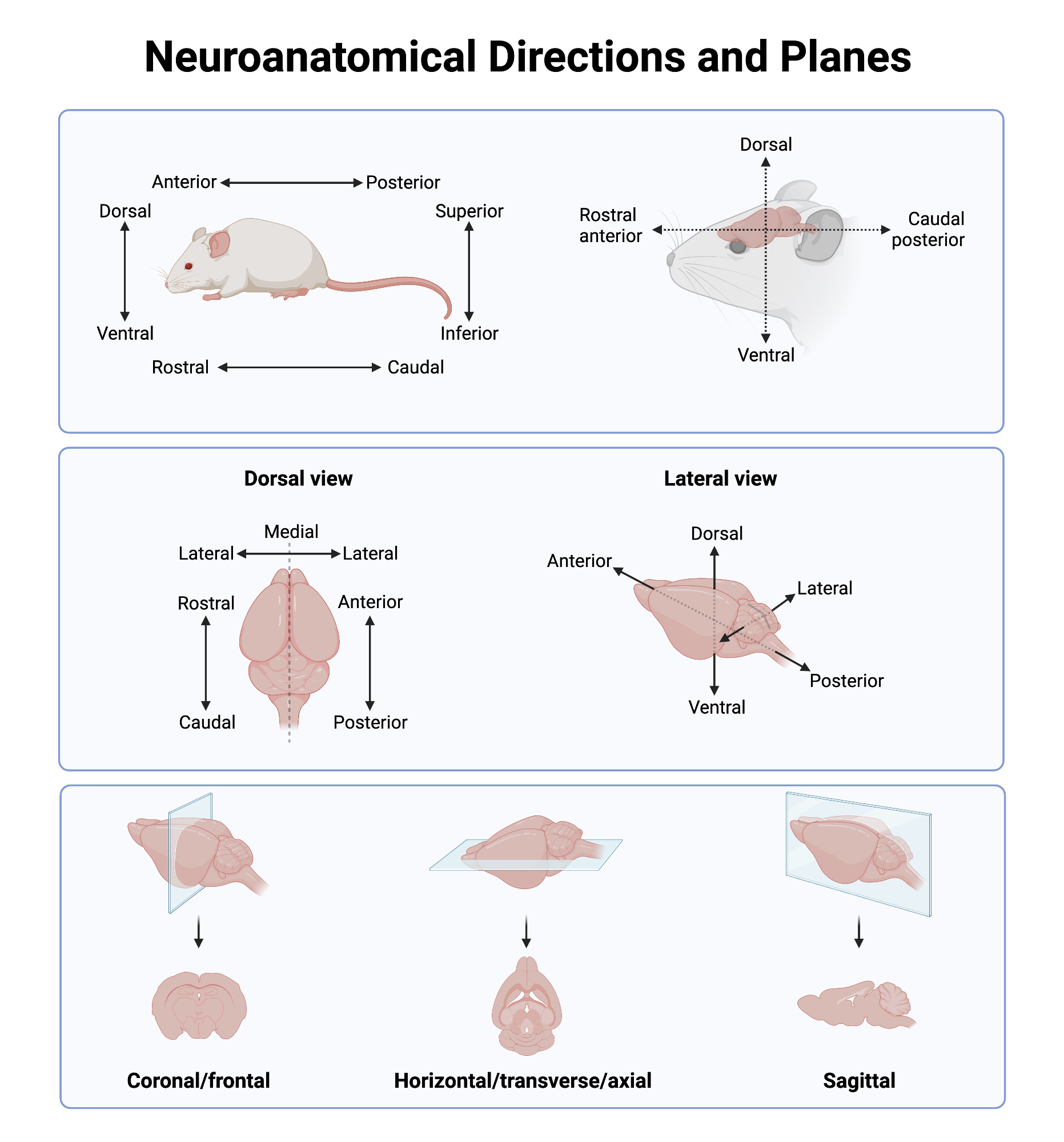 Rodent Neuroanatomical Directions and Planes | BioRender Science Templates