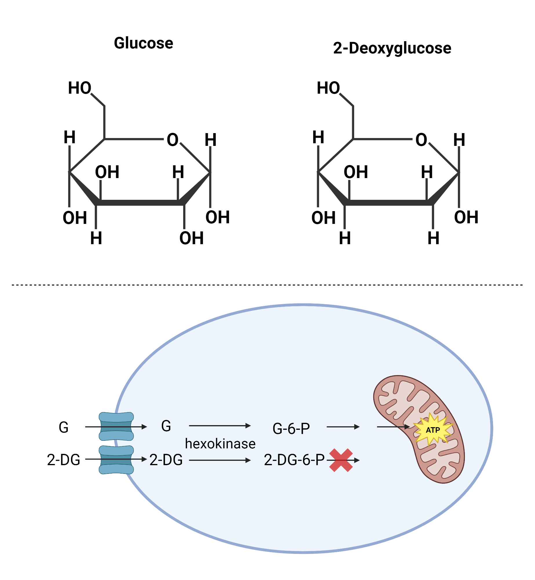 Glucose and 2-Deoxyglucose | BioRender Science Templates