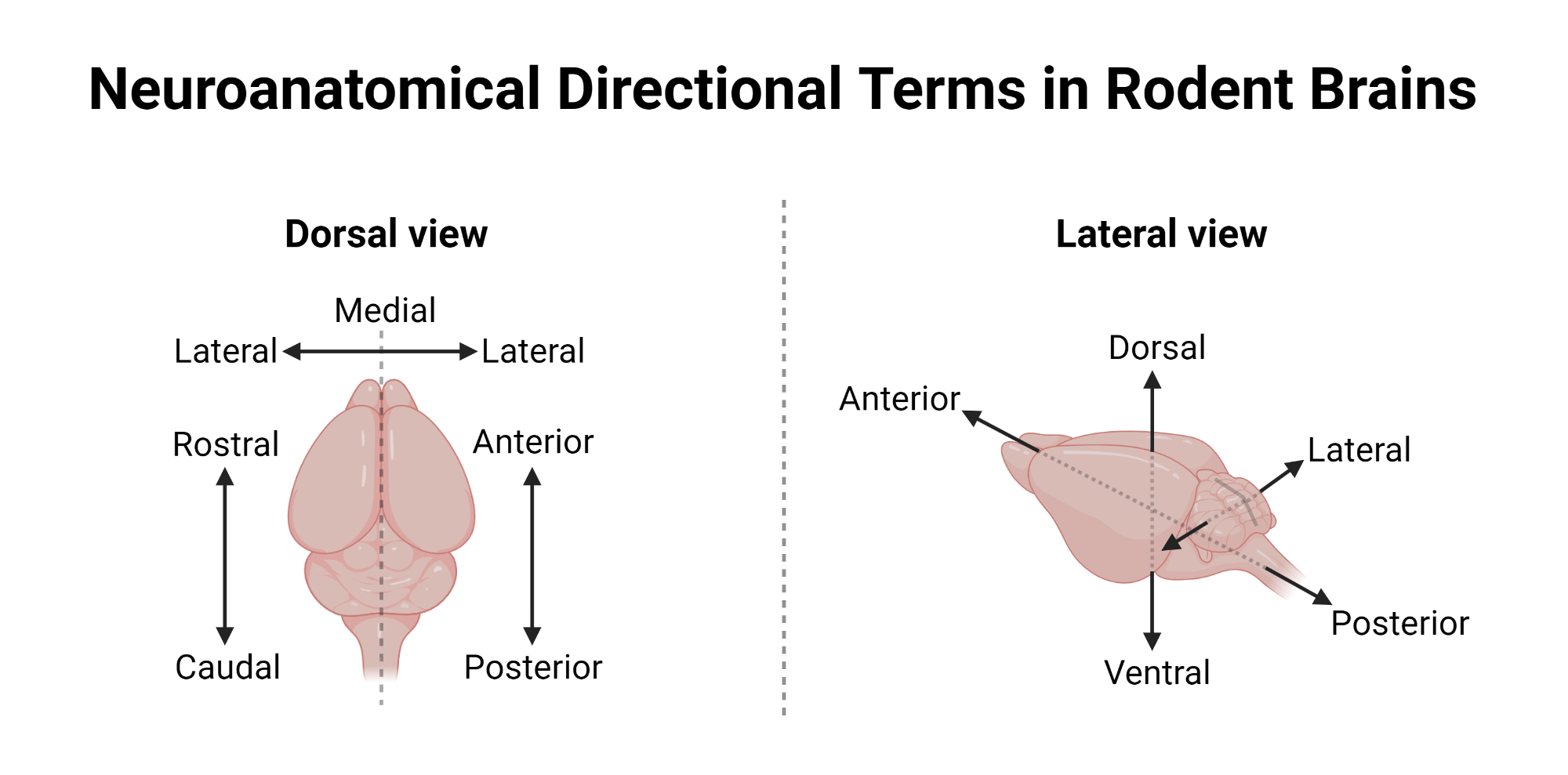 Neuroanatomical Directional Terms in Rodent Brains | BioRender Science ...