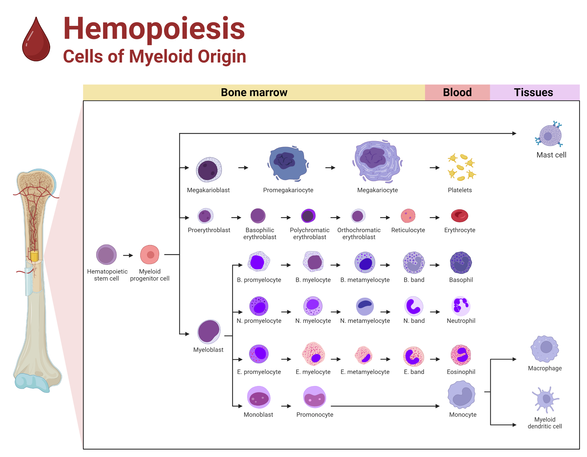 Blood Cells Formation of Myeloid Cells - Hemopoiesis (hematopoiesis) Bone Marrow Stem Cells ...