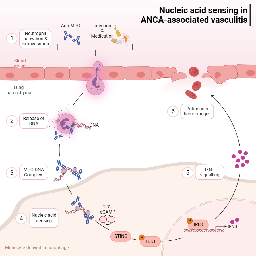 Nucleic acid sensing in ANCA-associated vasculitis | BioRender Science ...
