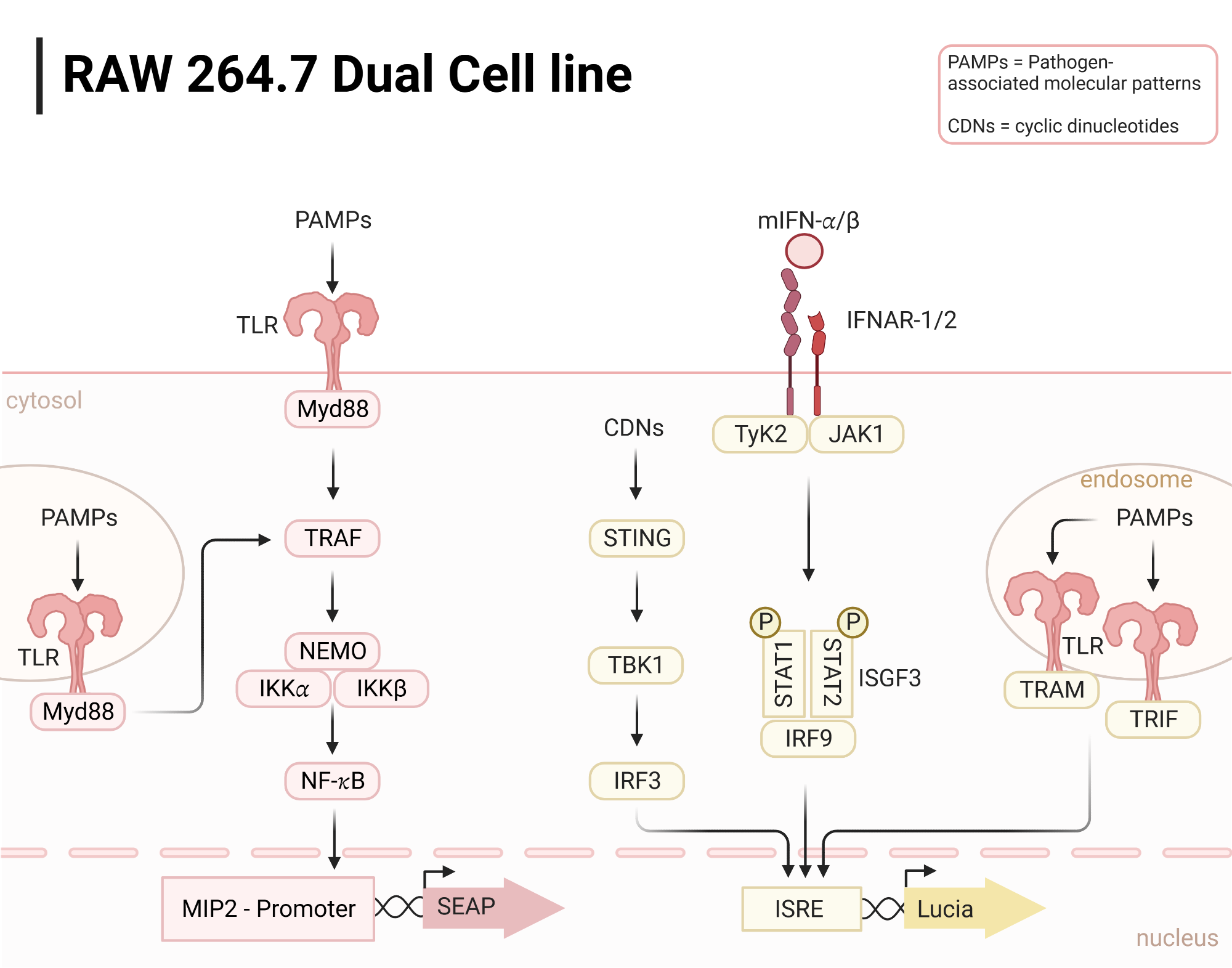 RAW264.7 dual reporter cell line from Invivogen | BioRender Science ...