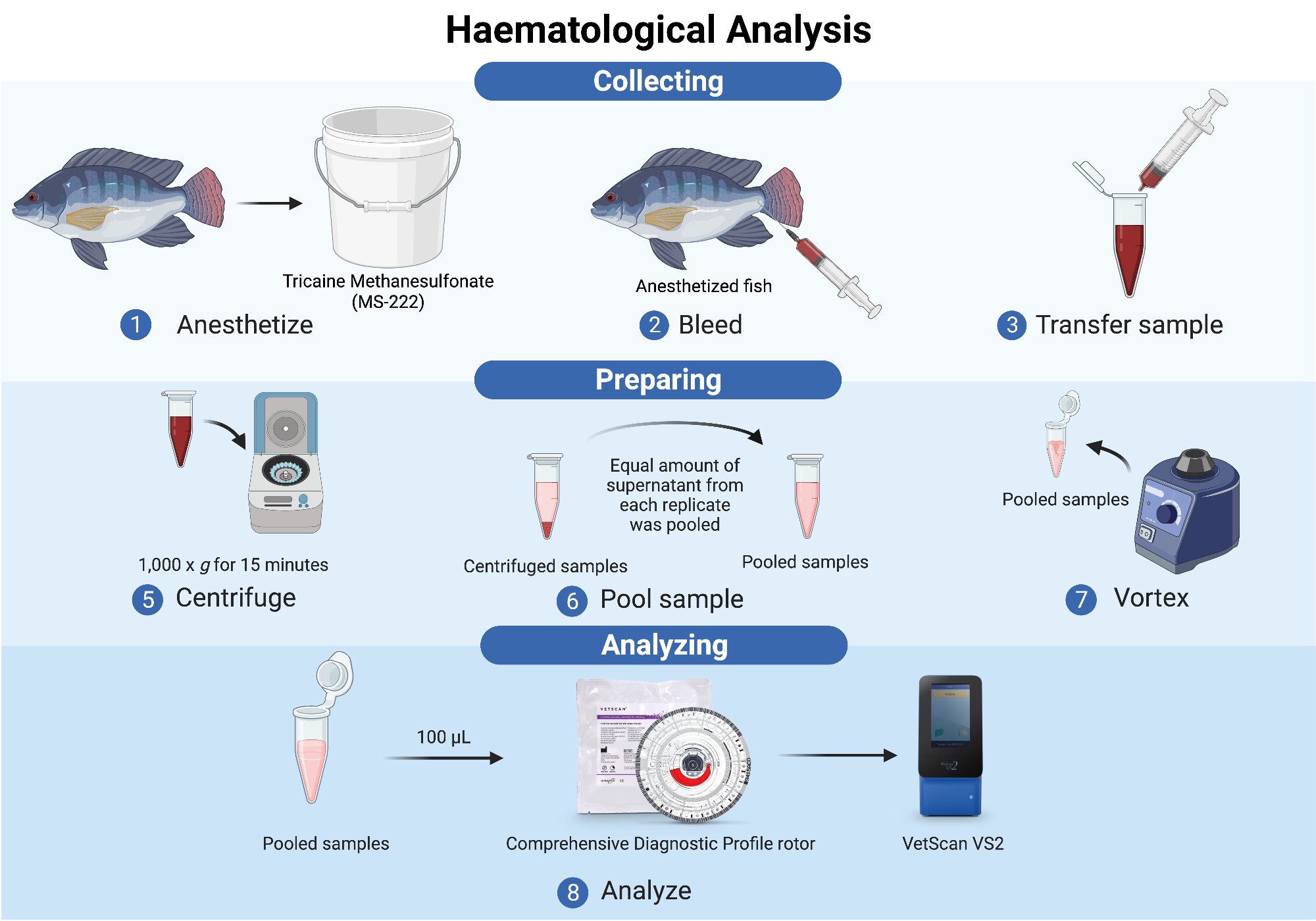 Fish Haematological Analysis | BioRender Science Templates