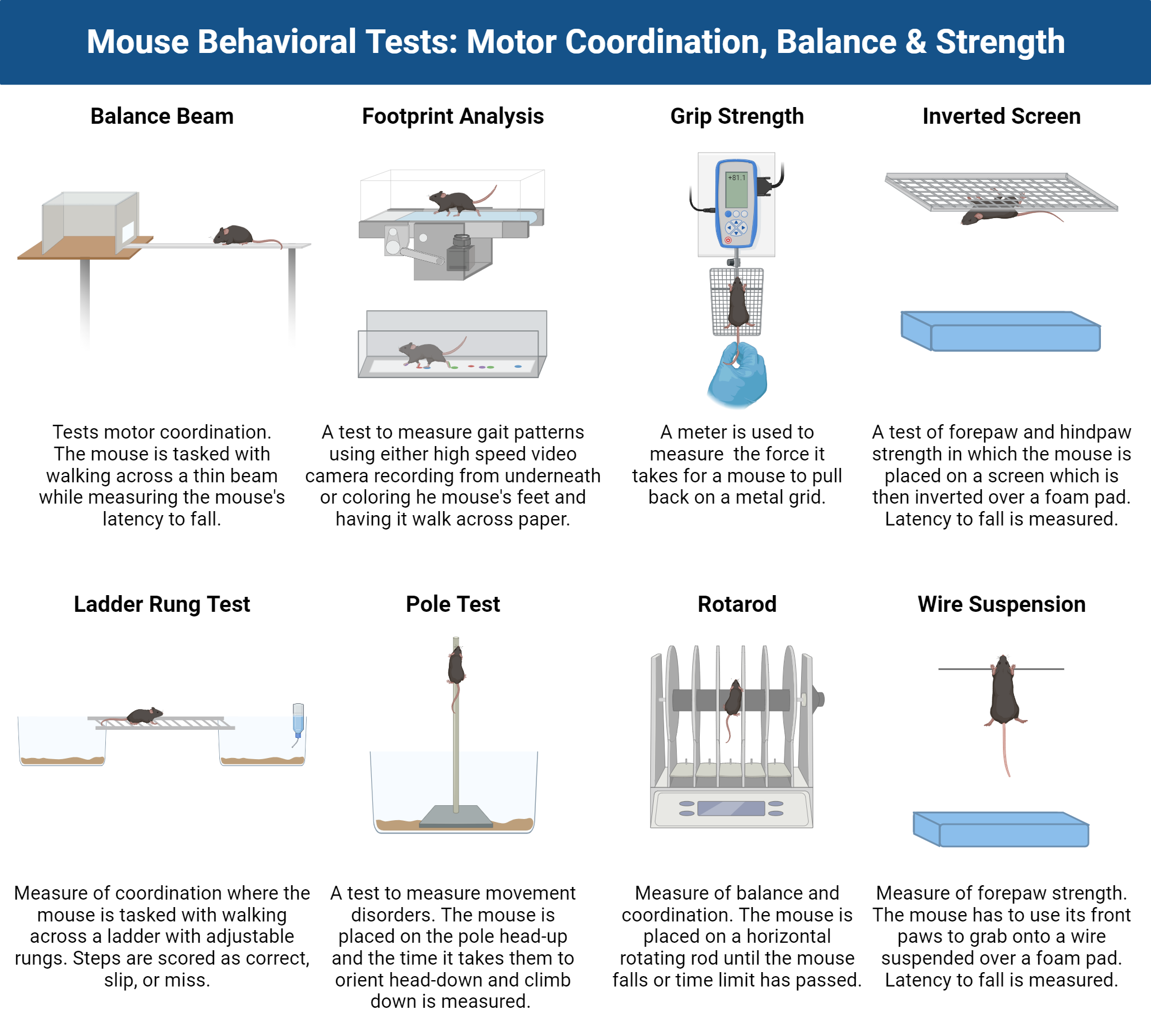 Mouse Behavioral Tests Motor Coordination Balance And Strength