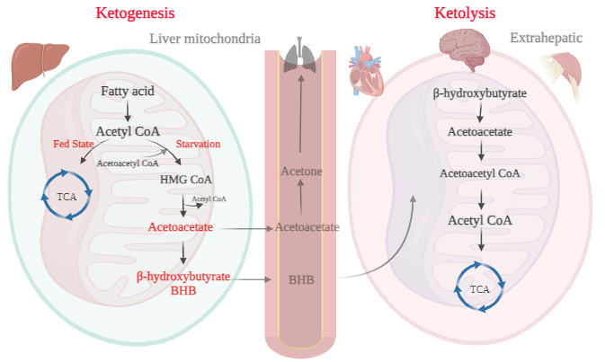 Ketone bodies pathway | BioRender Science Templates