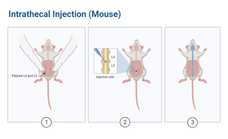 Intrathecal Injection Mouse Biorender Science Templates