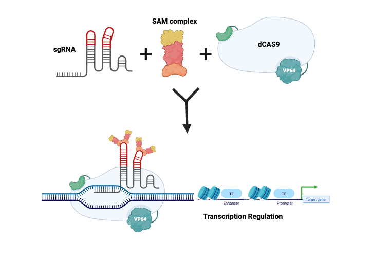 CRISPR/dCas9 schematic structure and mechanism | BioRender Science ...