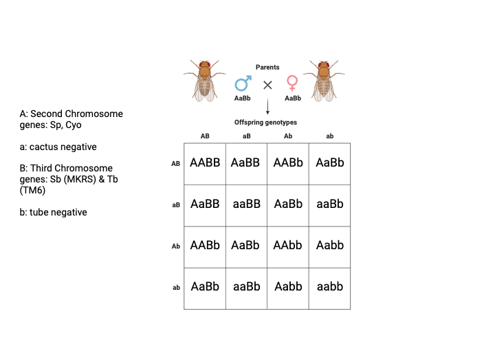 Dihybrid F1 cross | BioRender Science Templates