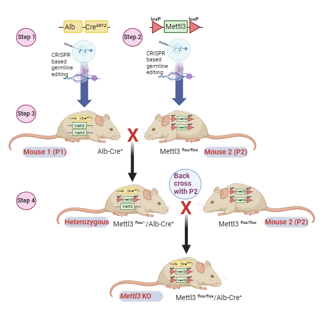 Knockout mouse by Cre-loxP system | BioRender Science Templates