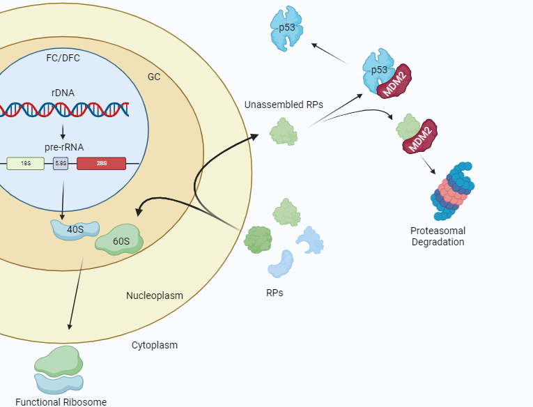 Ribosomal degradation | BioRender Science Templates