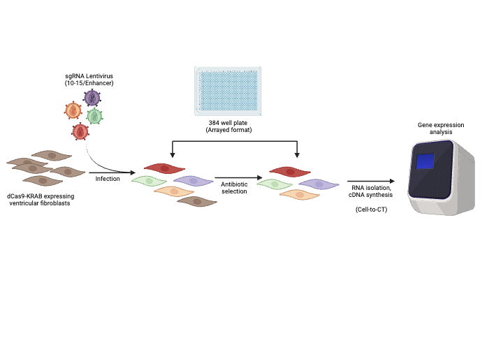 CRISPRi | BioRender Science Templates