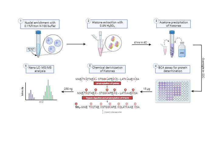 Histone Enrichment workflow | BioRender Science Templates