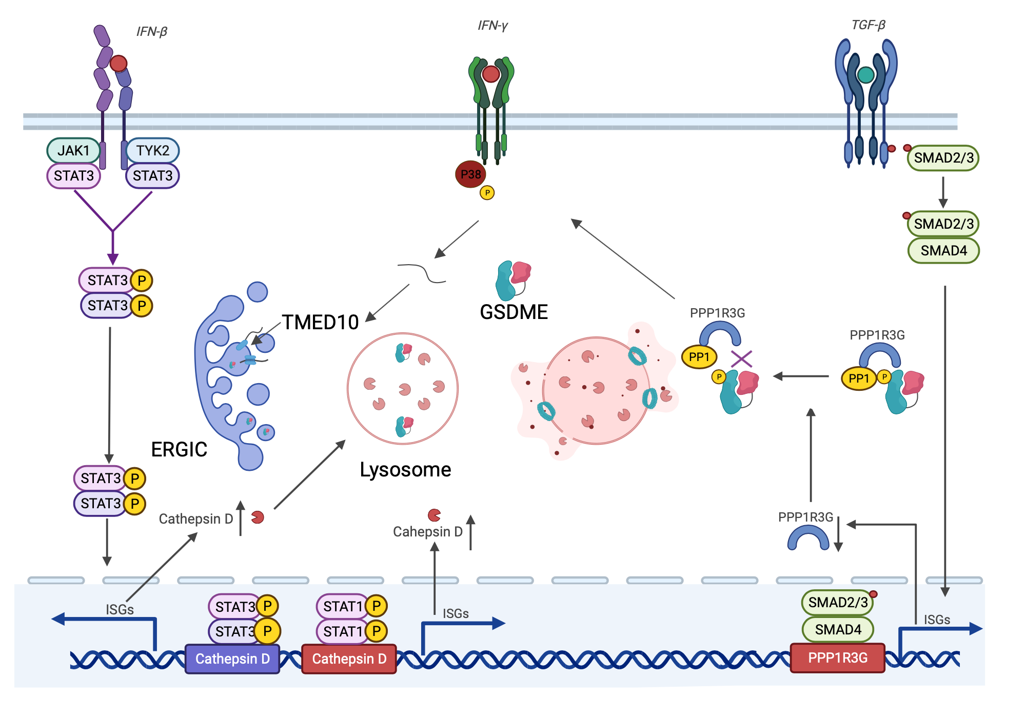 Tumor Cell Metastasis | BioRender Science Templates
