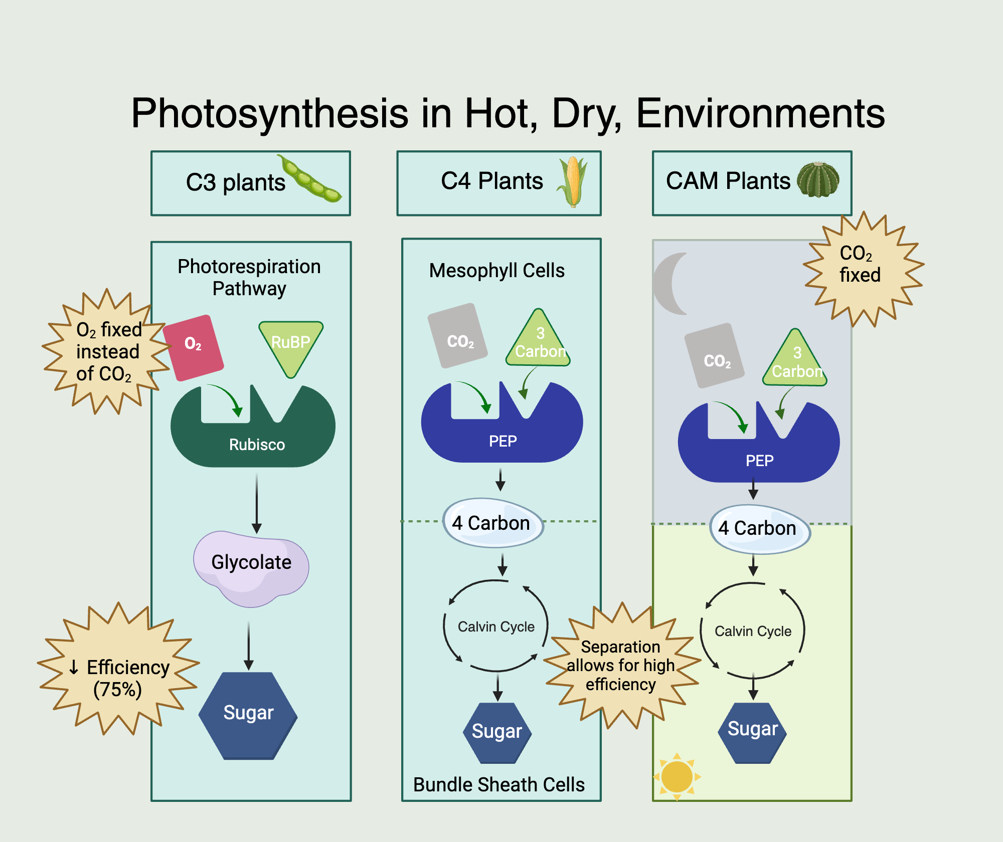 Respiration pathways in low O2 environments | BioRender Science Templates