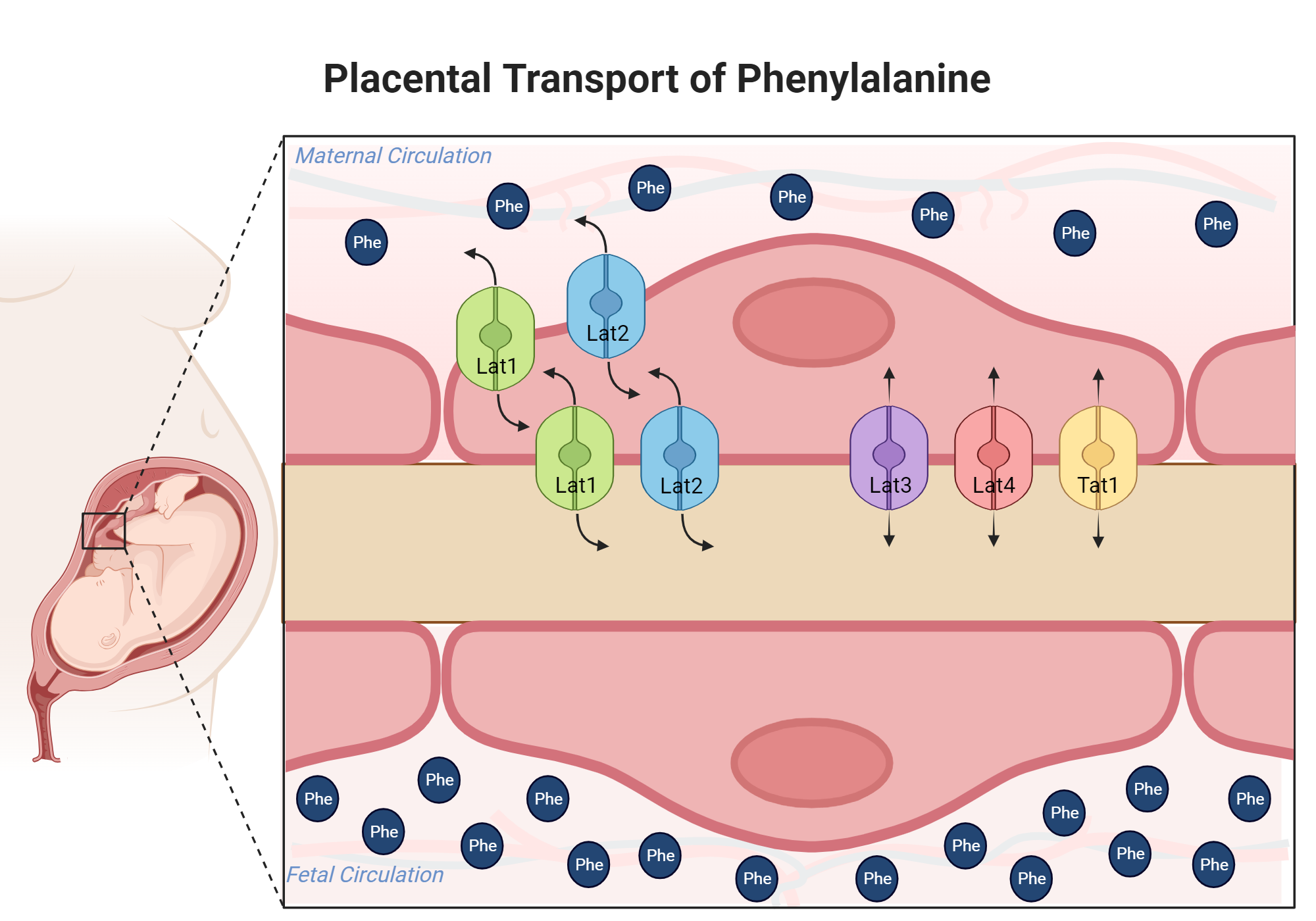 Placental Transport of Phenylalanine | BioRender Science Templates