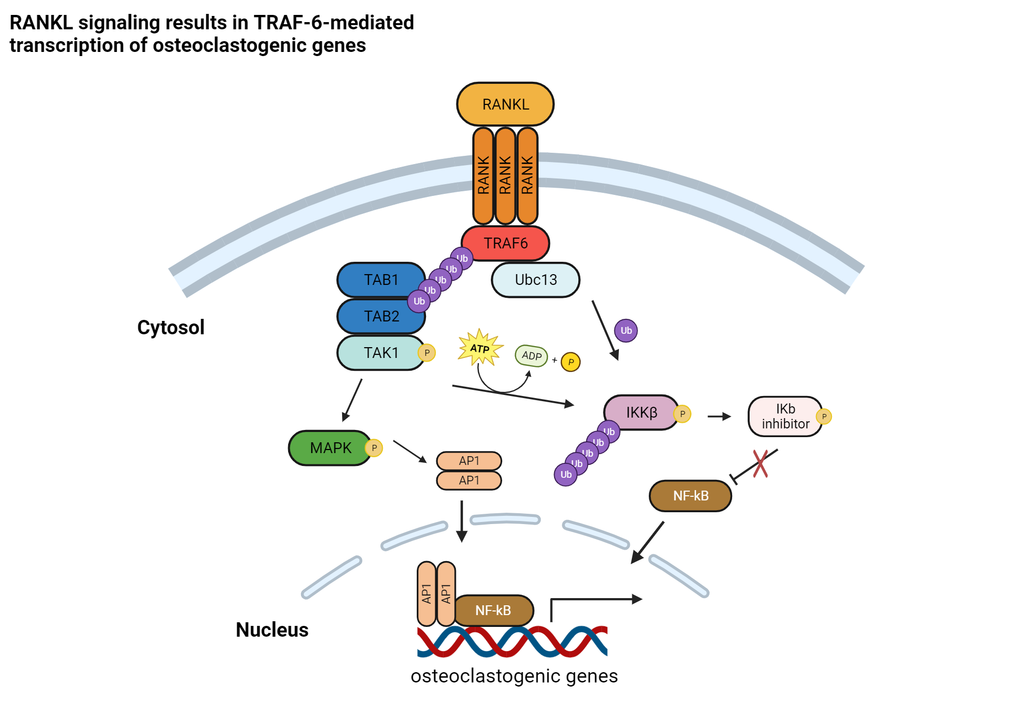 rankl pathway | BioRender Science Templates