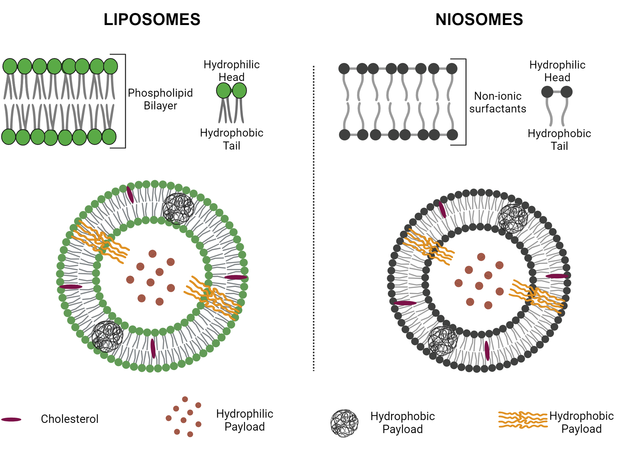 Liposomal and Niosomal Structures | BioRender Science Templates