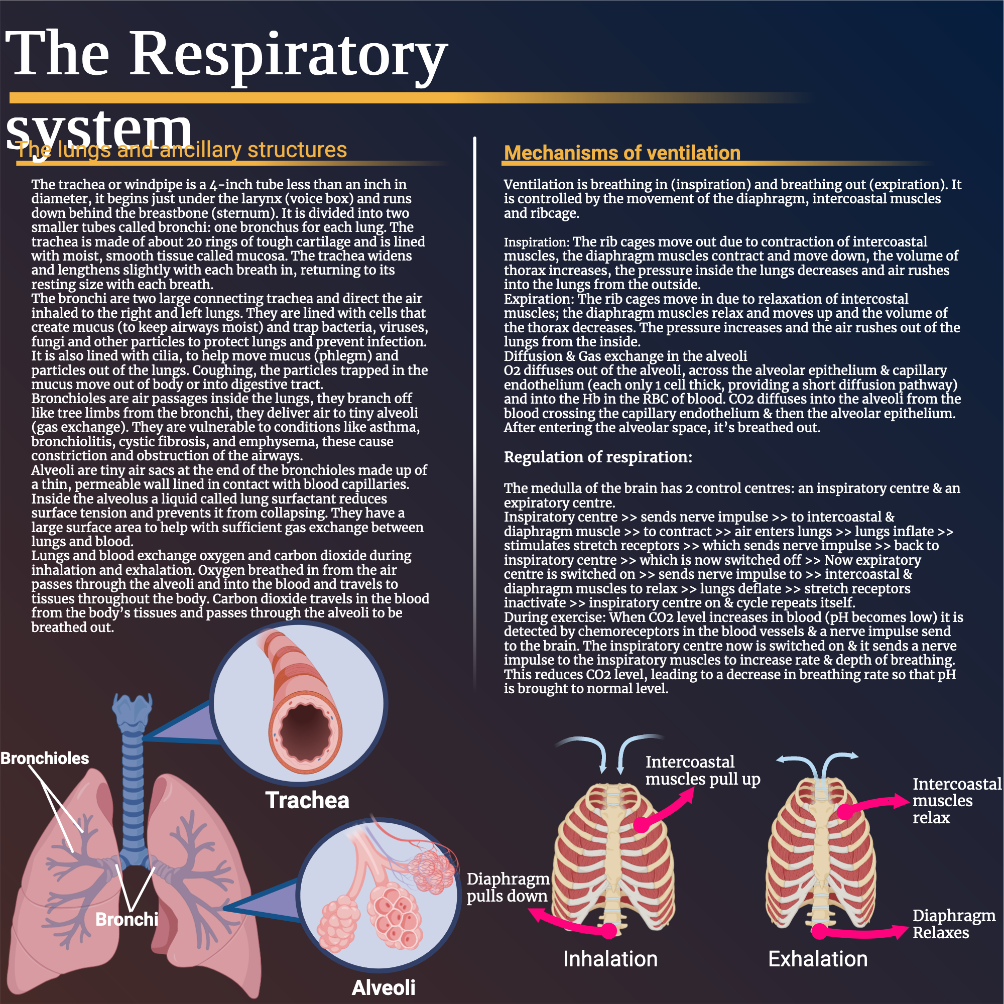 The Respiratory System | BioRender Science Templates