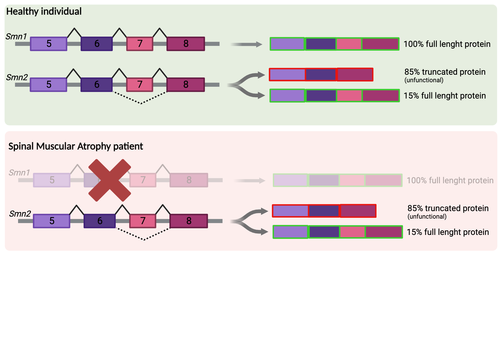 SMA genetics | BioRender Science Templates
