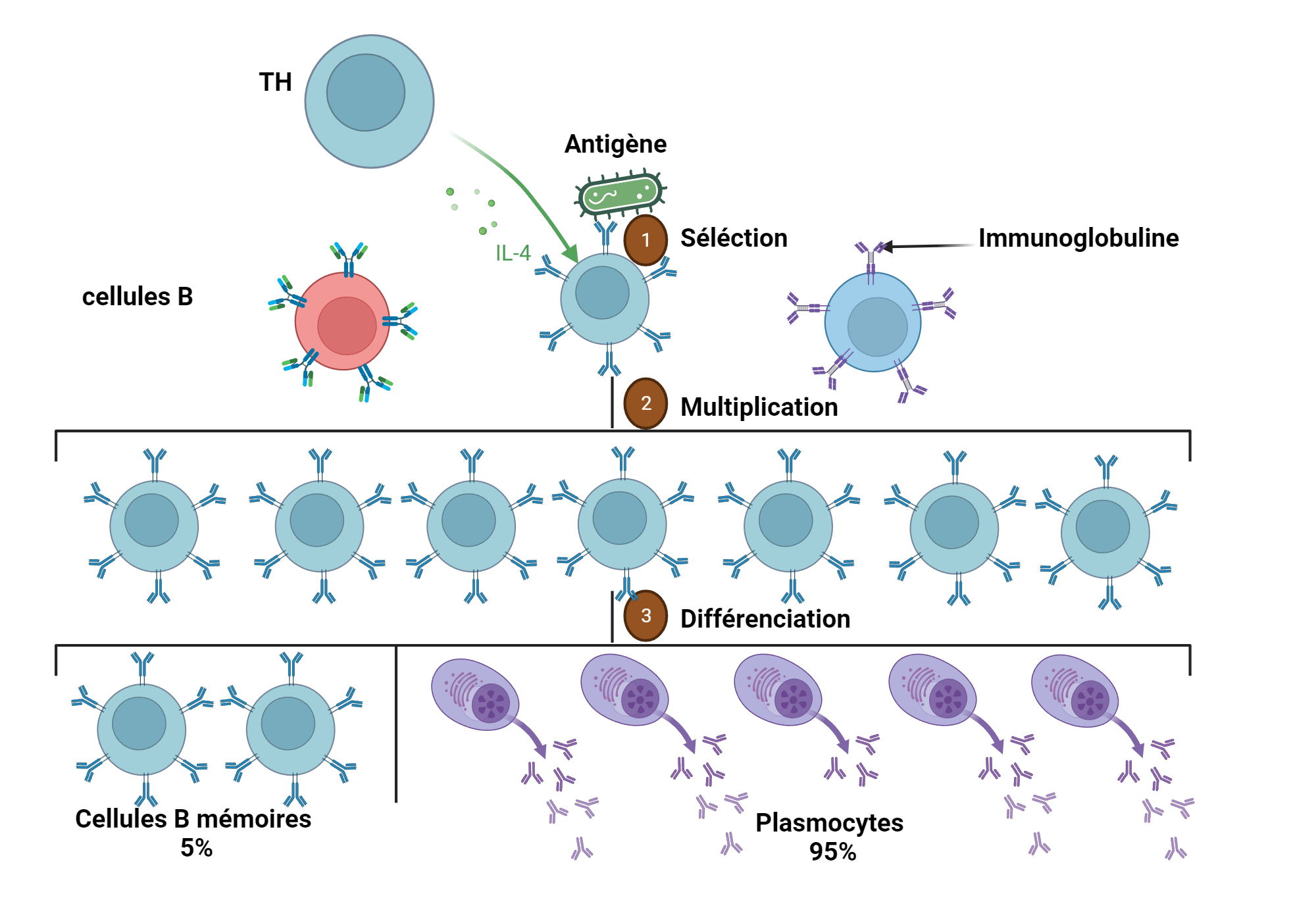 Fate of activated B lymphocyte | BioRender Science Templates