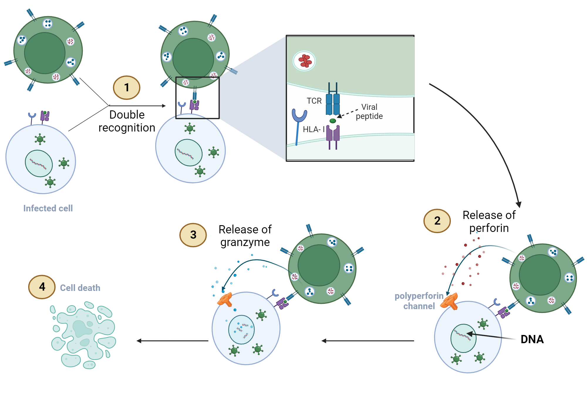 Mechanism of cytotoxicity or cell lysis by Tc lymphocyte | BioRender ...