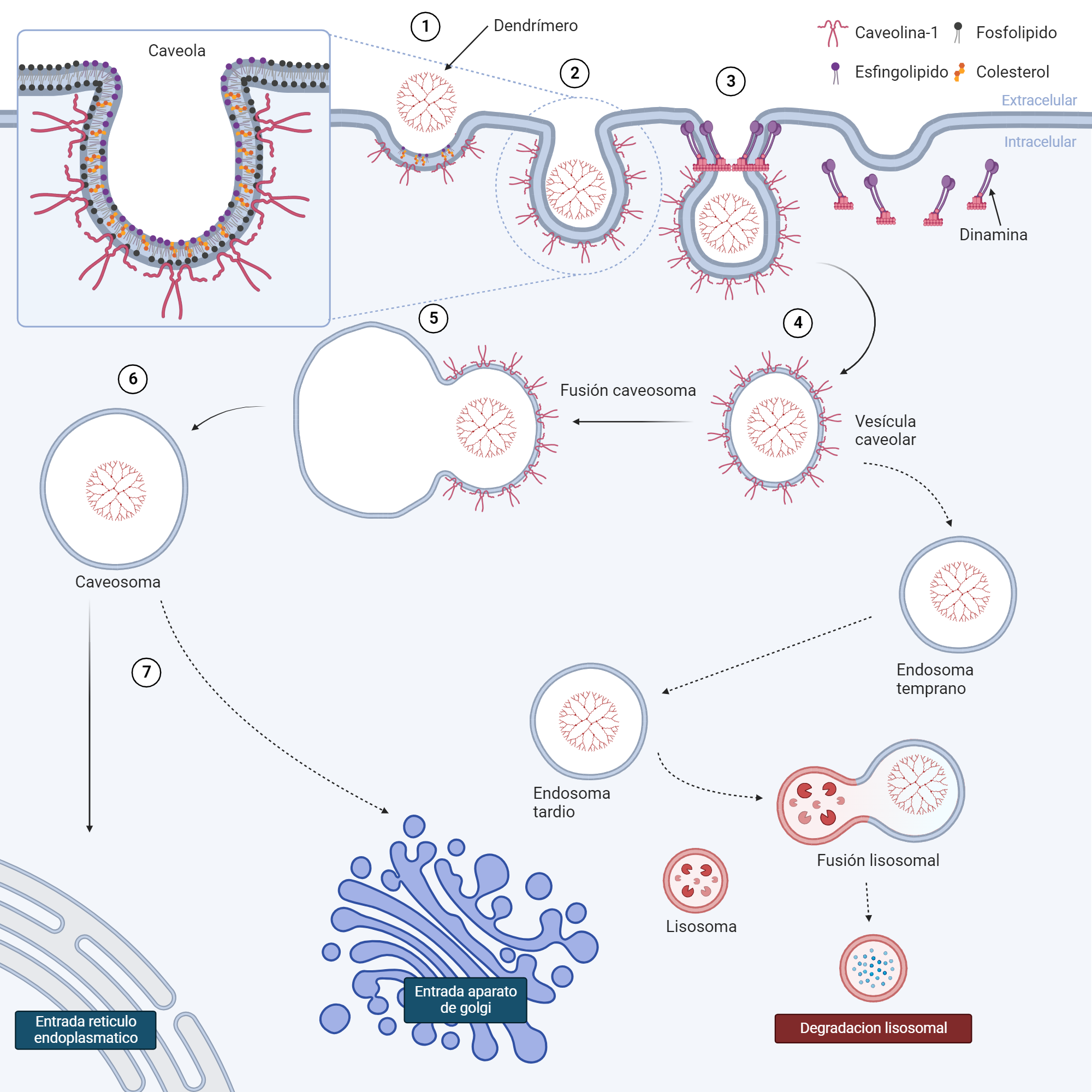 Caveola-mediated endocytosis | BioRender Science Templates
