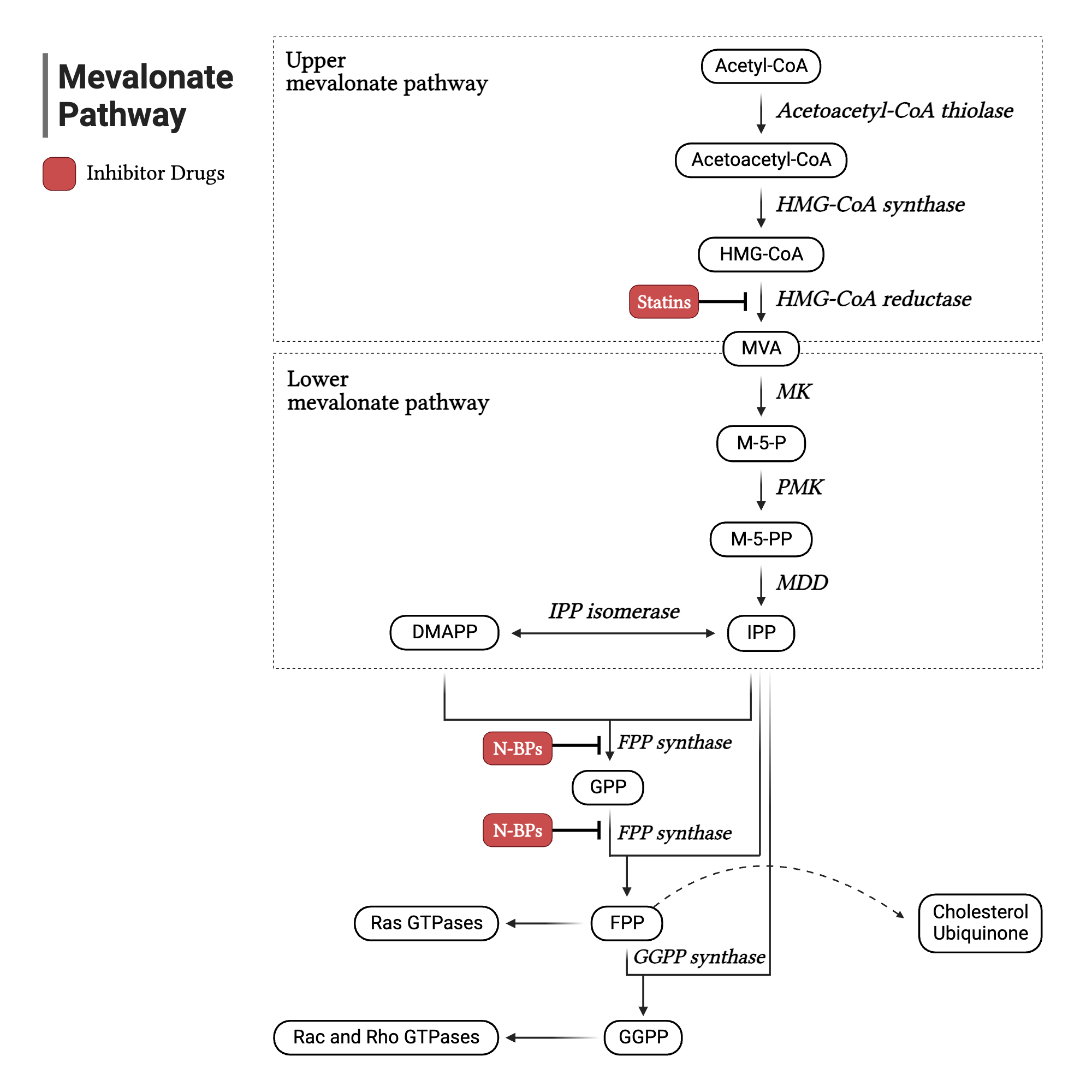 Overview of Mevalonate Pathway | BioRender Science Templates