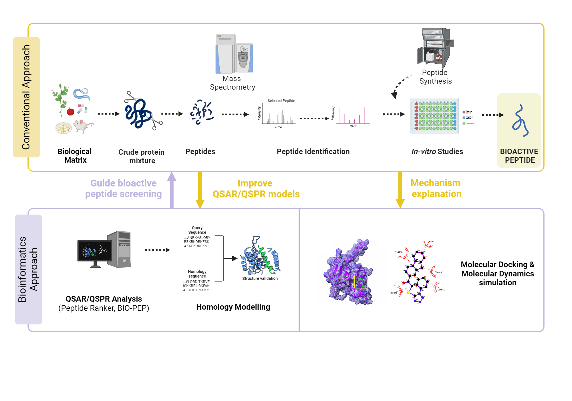 Bioactive peptide characterisation | BioRender Science Templates
