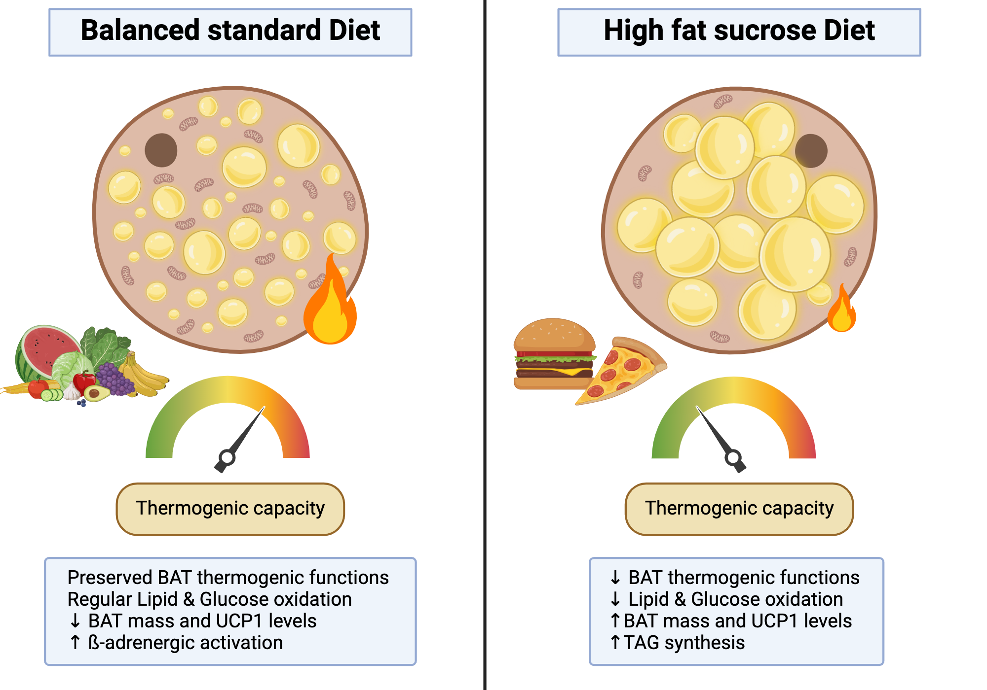 Effect of obesogenic diet in brown adipocytes function | BioRender ...