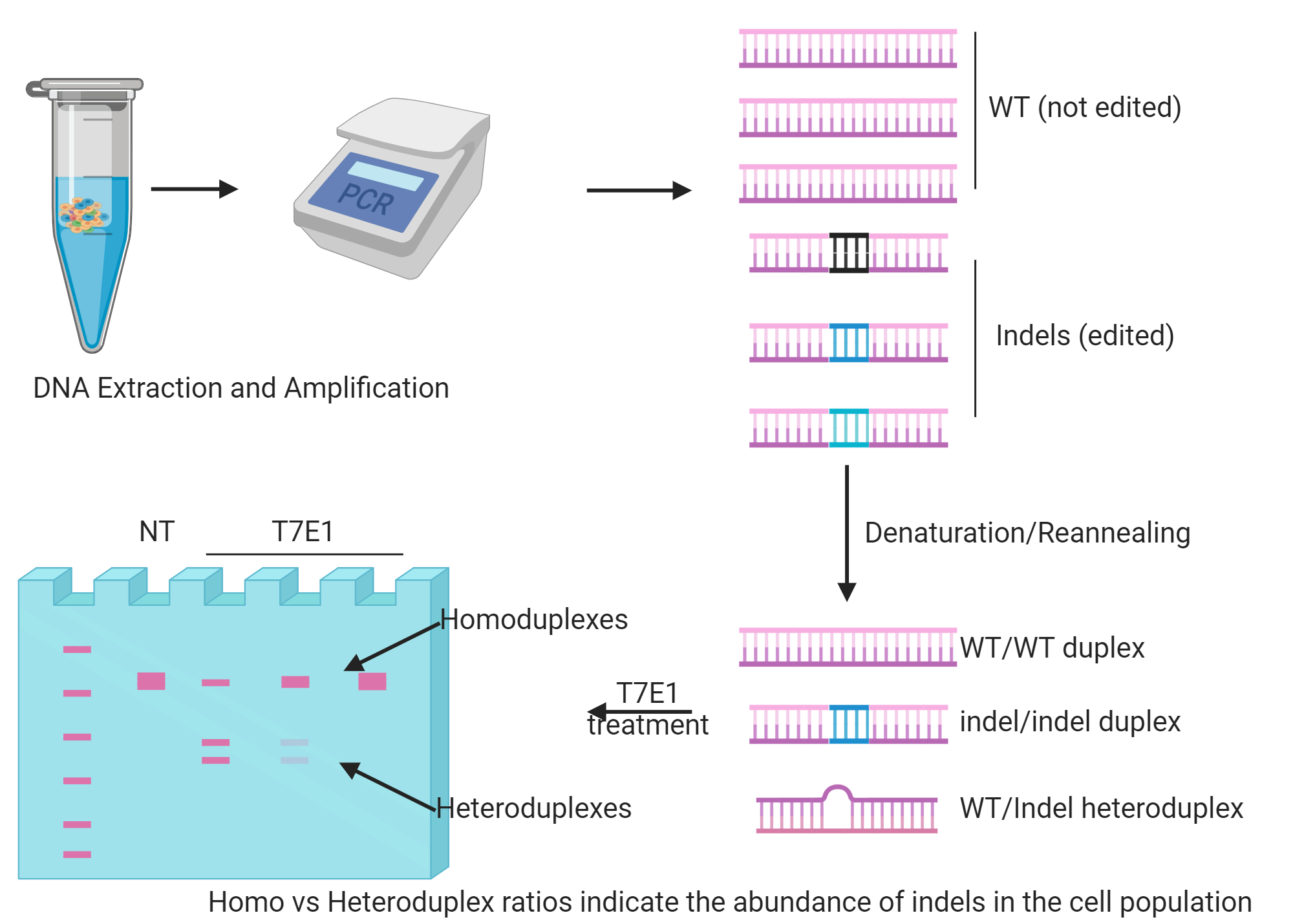 T7E1 assay for the detection of indels after CRISPR-based gene editing ...